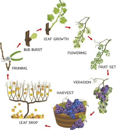 From Vine to Wine: The Life Cycle of a Grape at Ivanhoe Wines - Ivanhoe ...