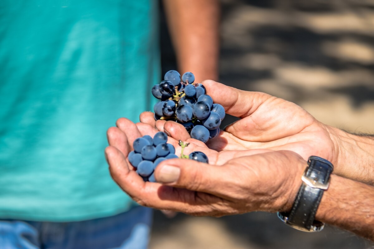 From Vine to Wine: The Life Cycle of a Grape at Ivanhoe Wines - Ivanhoe Wines